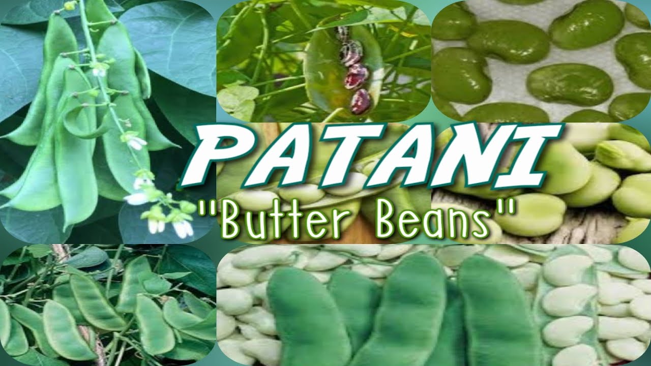 Patani "Butter Beans" - YouTube