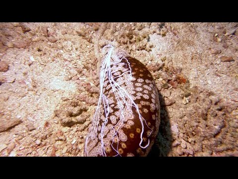 Researchers excited to study sea cucumber's bizarre defense - YouTube
