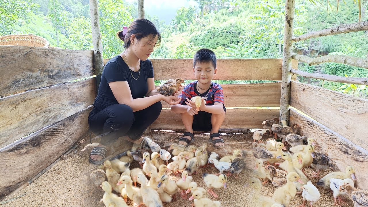 Make a wooden duck house, go to the market to catch ducklings and raise ...