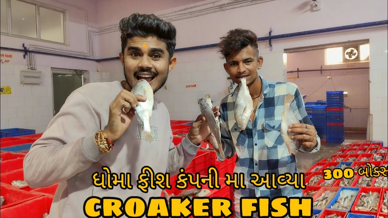 ધોમા ફીશ કંપની મા આવ્યા ||croaker fish || veraval G.I.D.C || #fish # ...
