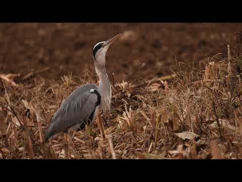 Grey heron swallow's mouse!