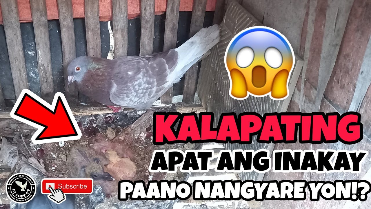 NAPAKATINDING KALAPATI APAT ANG INAKAY! - YouTube