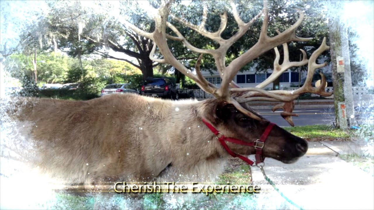 Live Reindeer Rentals In Florida - 407-478-1616 - YouTube