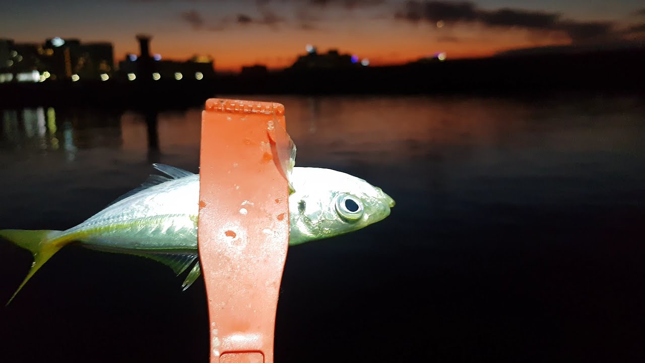 제주도 루어낚시 포인트 % 제주항 2부두 (탑동 서부두 맞은편) % 볼락 전갱이 락피쉬 lure fishing point ...