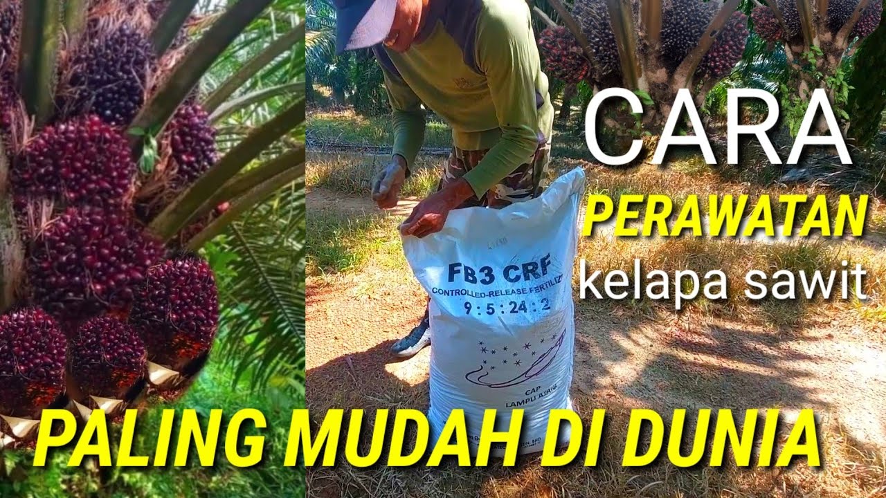 cara prawatan kelapa sawit biar asil panen sawit miksimal berbuah ...