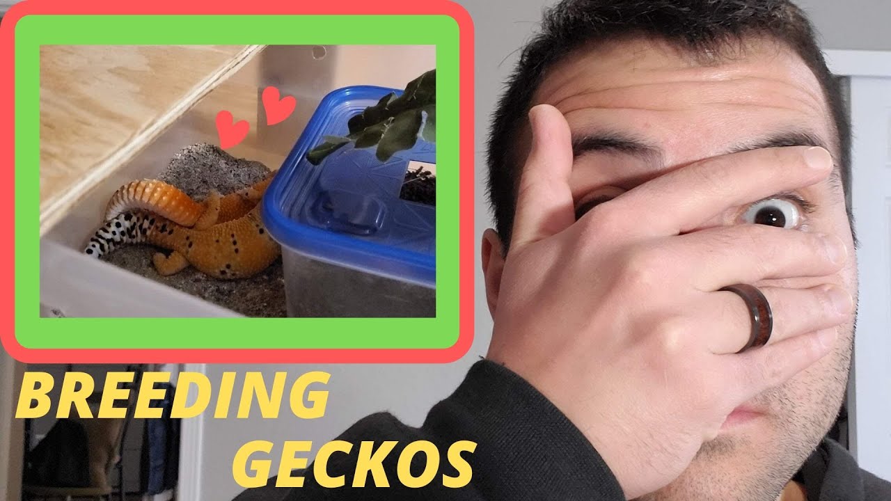 Leopard Gecko Breeding Setup: How I Breed My Leopard Geckos! - YouTube