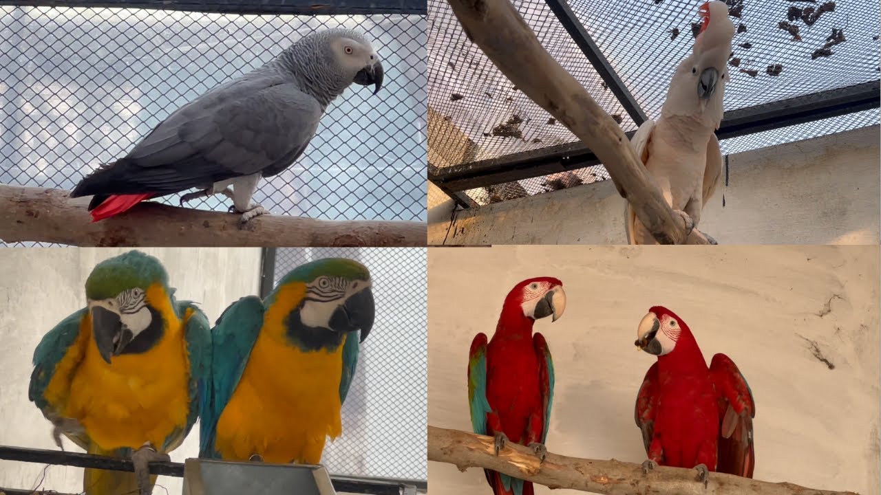 Macaw Parrots Breeding and Feeding Setup | Grey Parrots Breed | Parrots ...