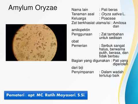MATERI PJJ SIMPLISIA AMYLUM - YouTube