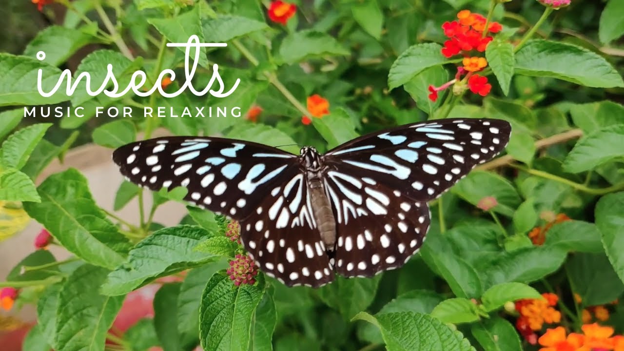 Incredible Insects - Music for Relaxing Anxiety - YouTube