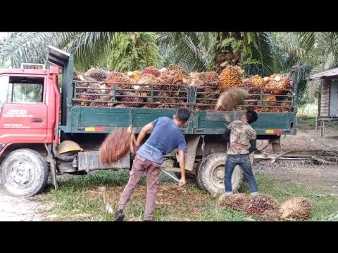 PANEN SAWIT - Loding Sawit Bersama Anak Muda - Perak 2024 - YouTube