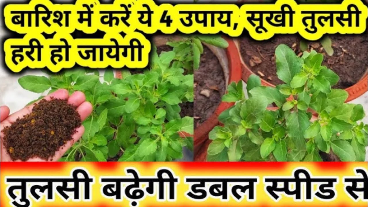 Tulsi Plant Care||Tulsi Grow Tips||How To Grow Tulsi At Home||Tulsi ko ...