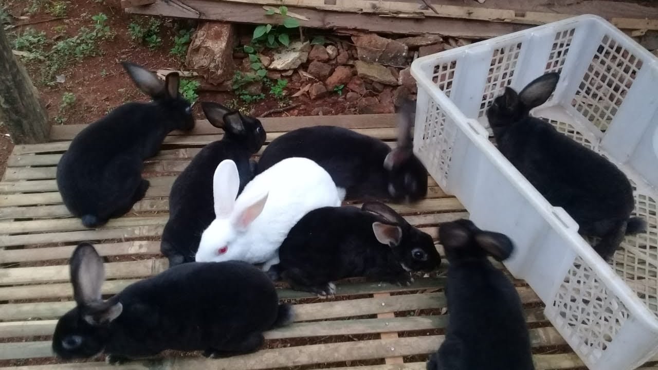 Sukses Budidaya kelinci bagi pemula di rumah Rabbit cultivation for ...