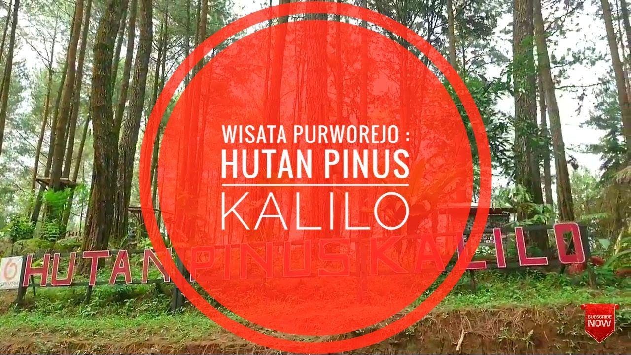 WISATA PURWOREJO : Hutan Pinus Kalilo - YouTube