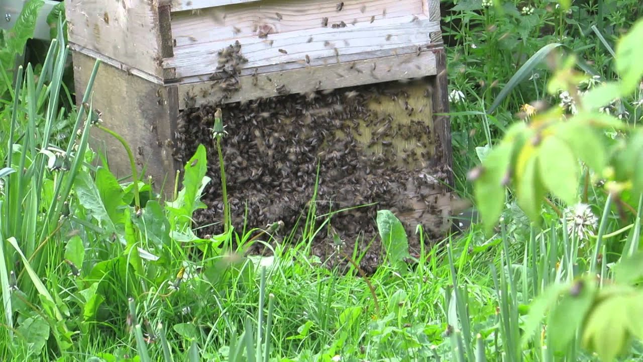 A Vortex of Honey Bees as they Swarm - YouTube