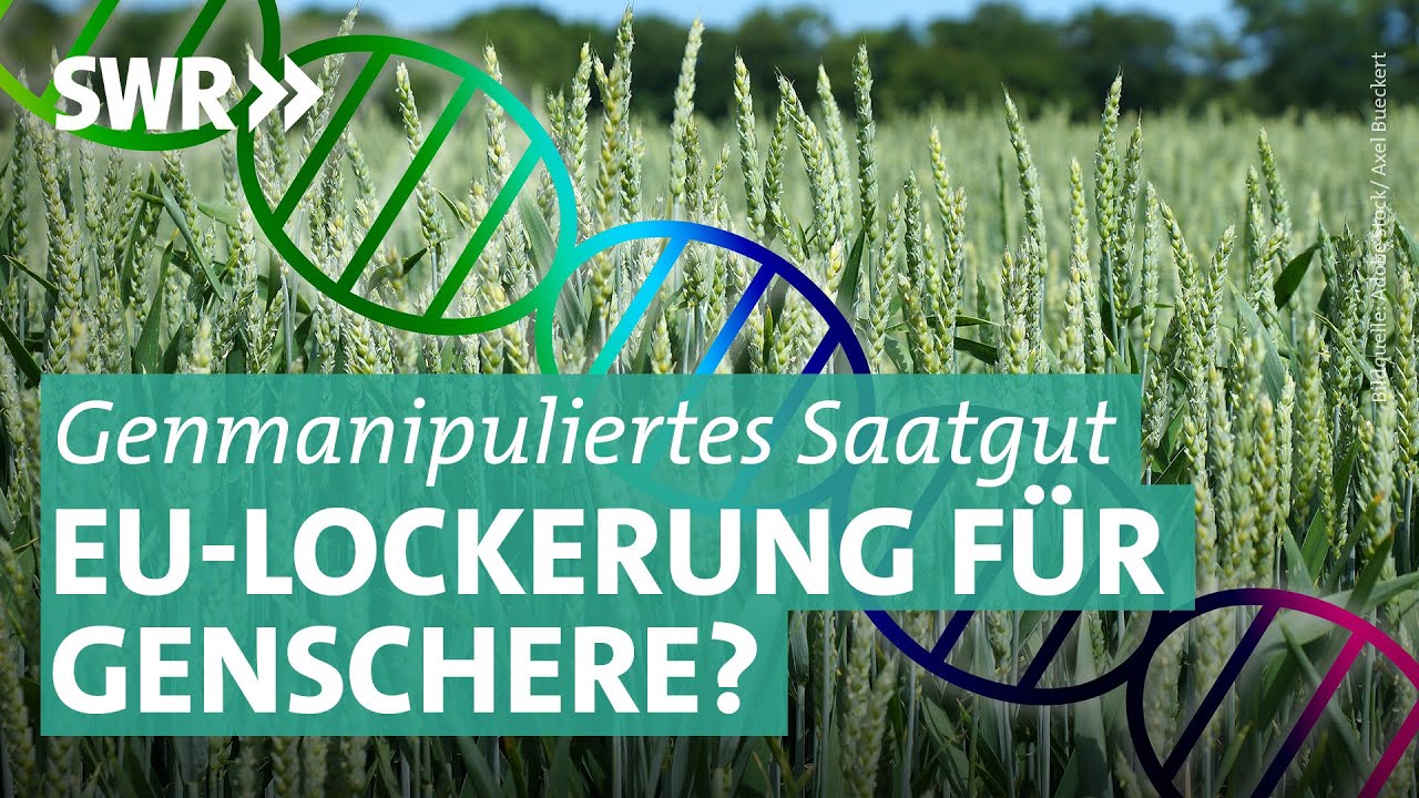 Genschere Crispr: EU will Gentechnik-Gesetze lockern | Plusminus SWR ...