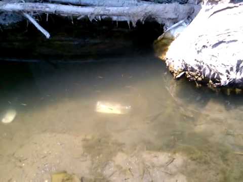 Pesca con nasse(2) - YouTube