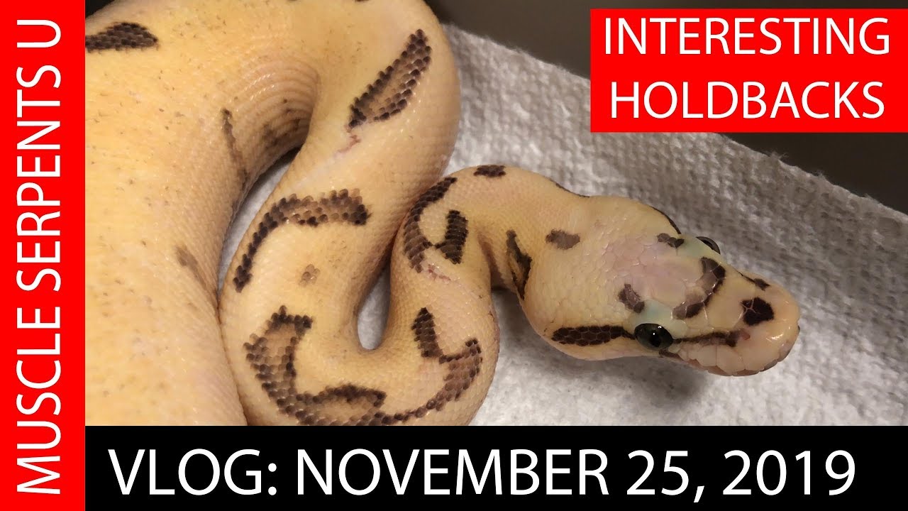 ALBINO OLIVE PYTHON ESCAPE: November 25, 2019 - YouTube