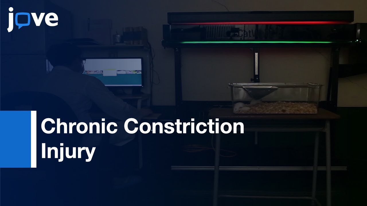 Gait Analysis with Chronic Constriction Injury | Protocol Preview - YouTube