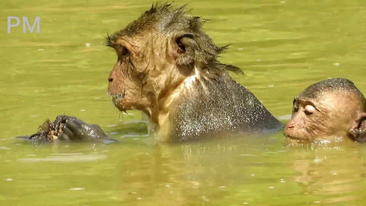 Monkey swimming and eating - Amazing baby monkey swimming - YouTube