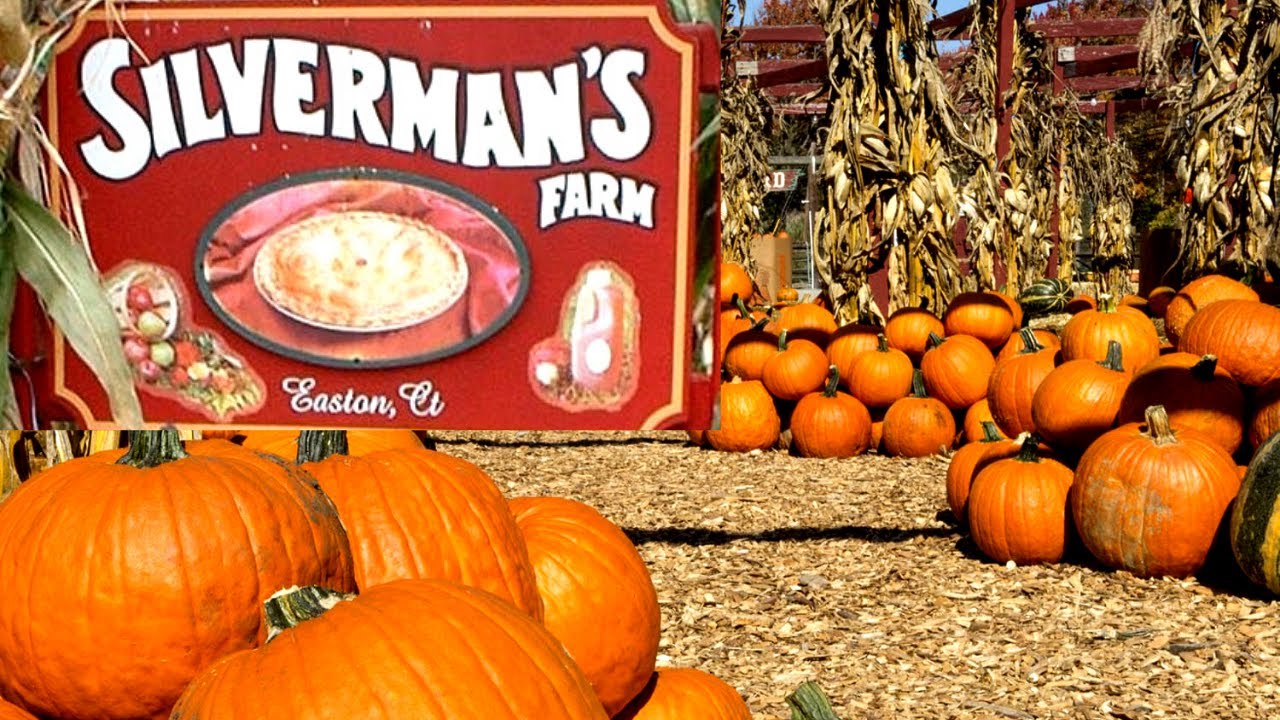 Silverman's Pumpkin Patch || Silverman's Farm Pick Your Own ...