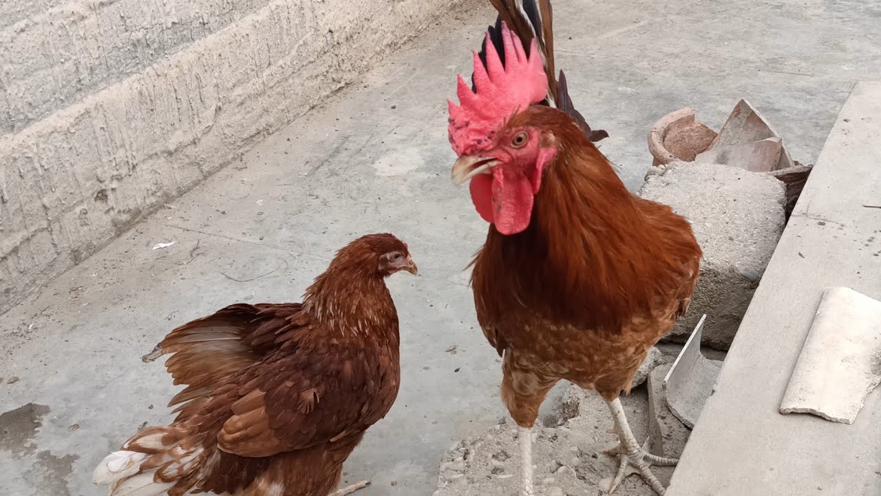 Crazy Rooster and Hen Enjoying Outside | Beautiful Hen and Rooster ...