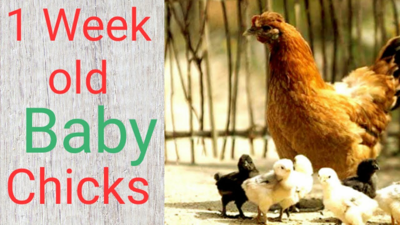 6Days old chicks,Baby chicks old 6Days.imran31 - YouTube
