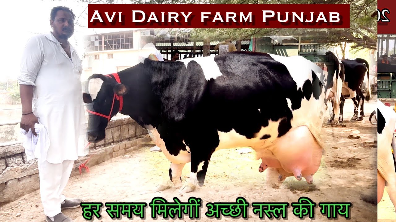 Avi dairy farm Punjab 5 cow for sale Mandi Dabwali top quality cow for ...