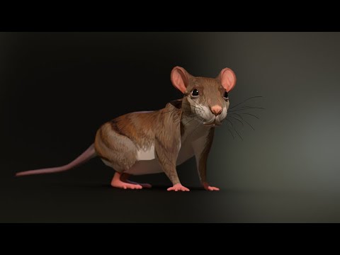 Rat Animation - YouTube