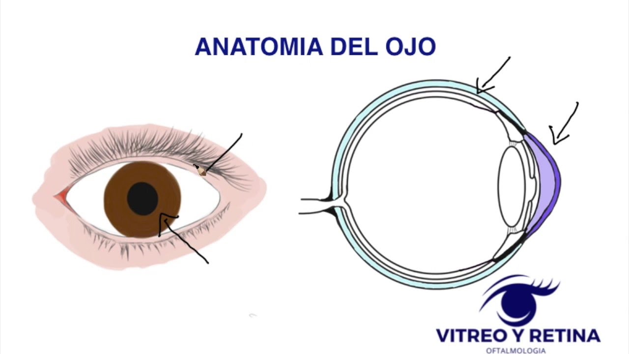 anatomia del ojo - YouTube
