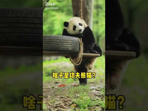 Panda funny
