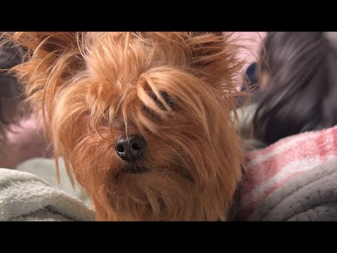 KING THE YORKIE Official is live, in bed with the Yorkies - YouTube