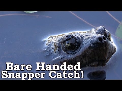 BAREHANDED TURTLE CATCH | Primitive Snapping Turtle Trap | Live Trap ...