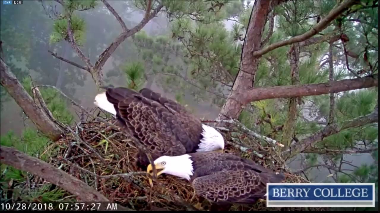 Berry College Eagles ~ The Awkward Double "Y" Stick, Oct 28, 2018 - YouTube
