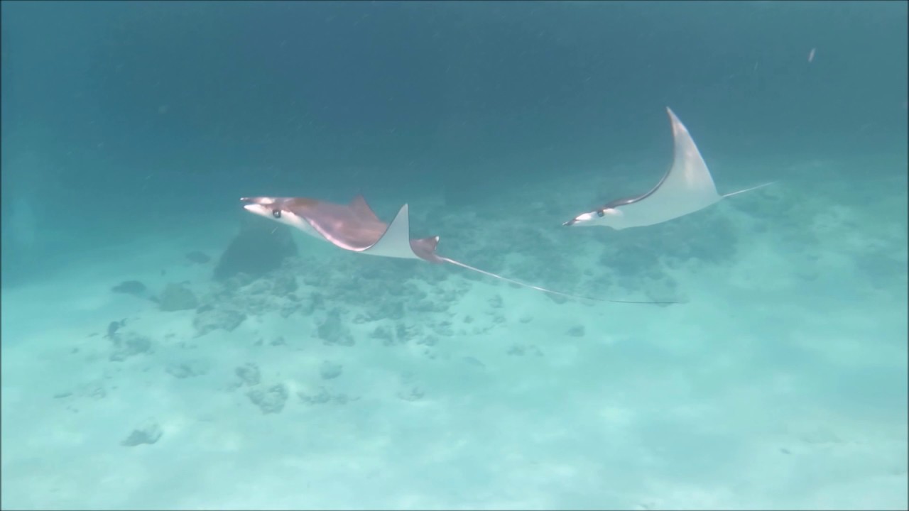 Mobula rays feeding at Hurawalhi Resort, Maldives - YouTube