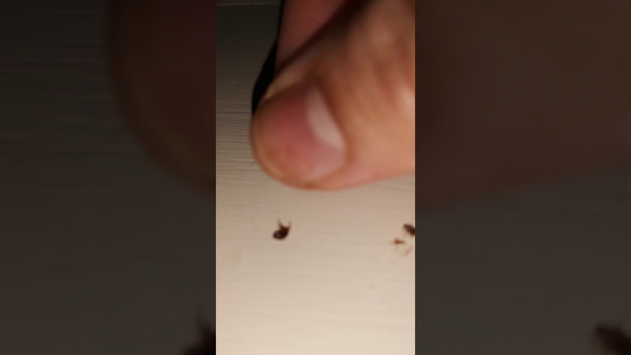 #2 Flea POP‼️🍾😂 - YouTube