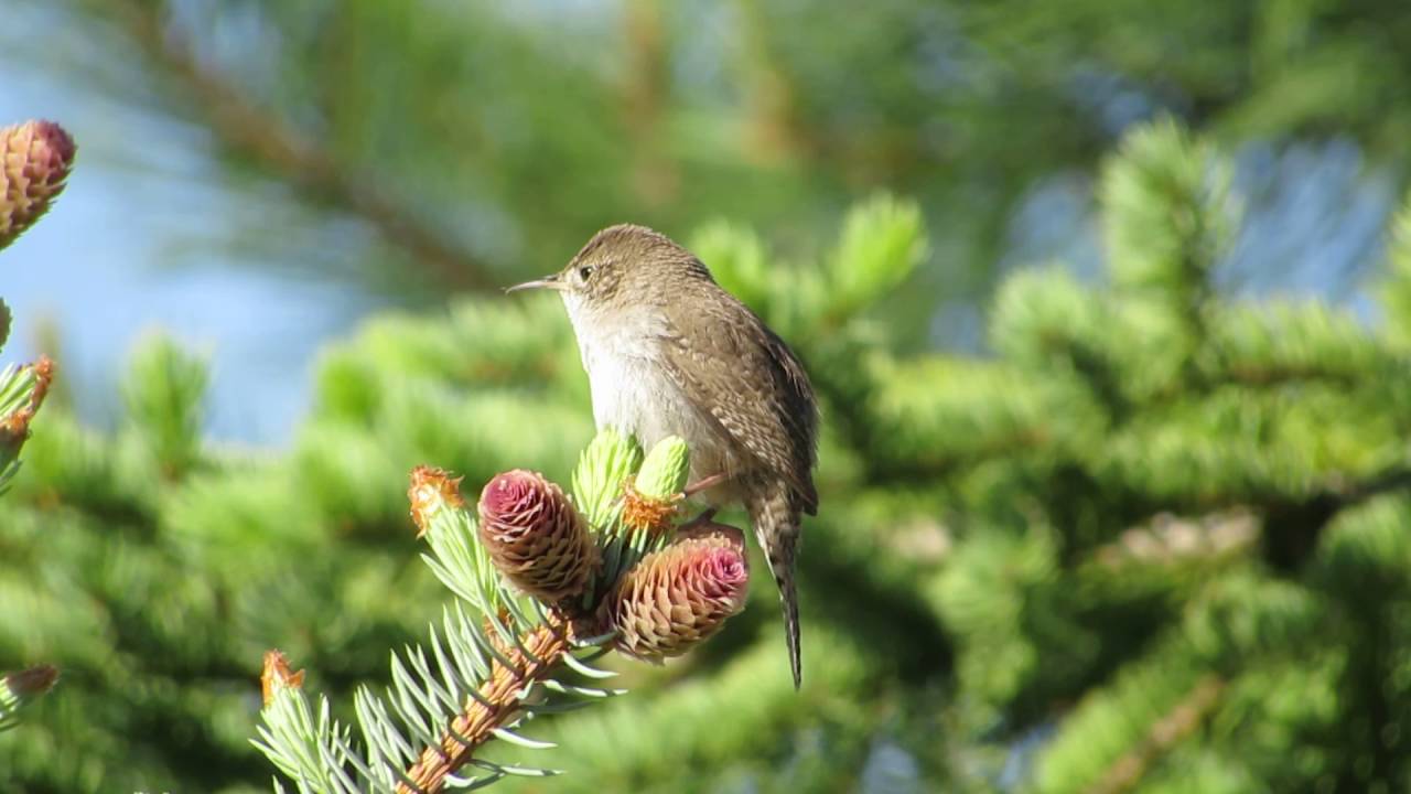 House Wren Singing - YouTube