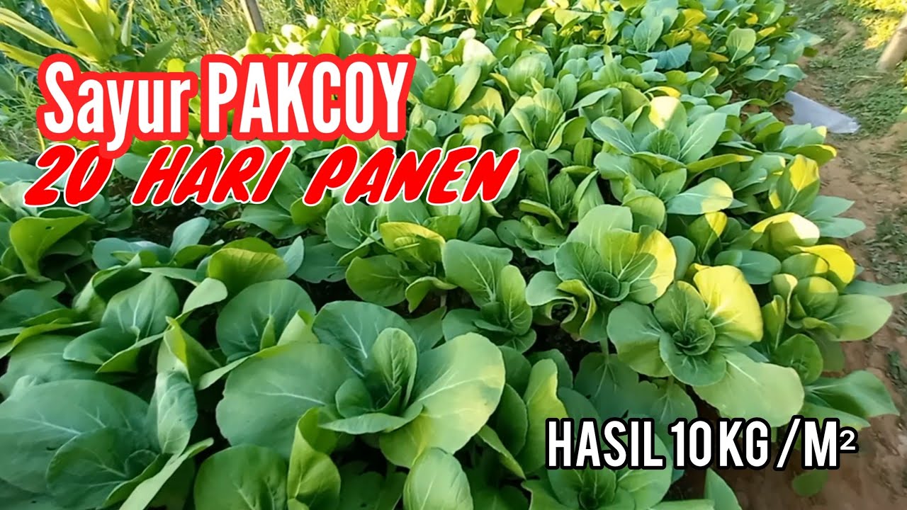 cara menanam sayur pakcoy 20 hari panen ~ tanam sampai panen | how to ...