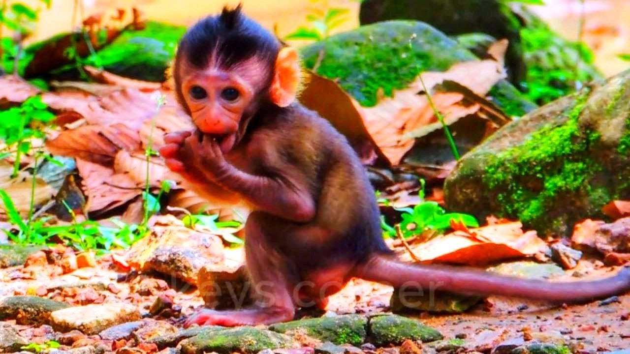 The Best collection Summary clip: A newborn baby monkey learn to walk ...