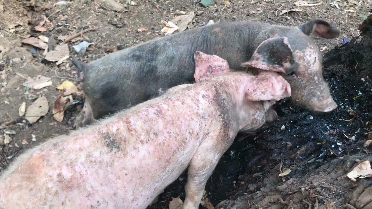 POOR PIGS EATING FEEDS - YouTube