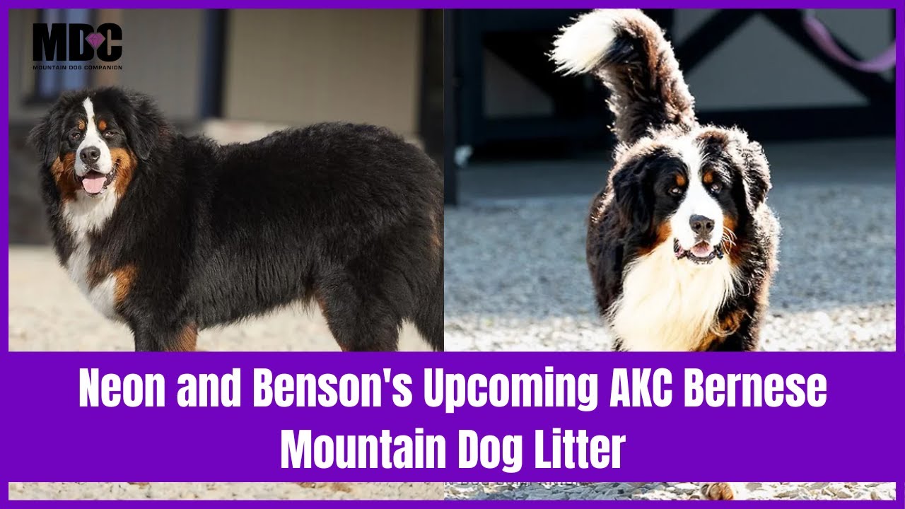 Neon and Benson's Upcoming AKC Bernese Mountain Dog Litter - YouTube