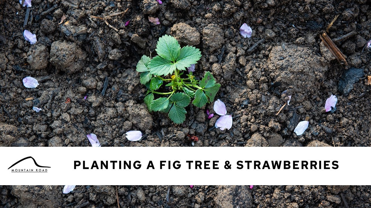 Planting a Fig Tree & Strawberries - YouTube