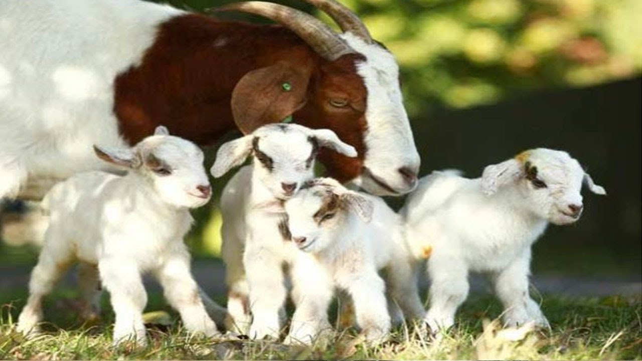 Goat Babies! Funny Goats Screaming like Humans - YouTube