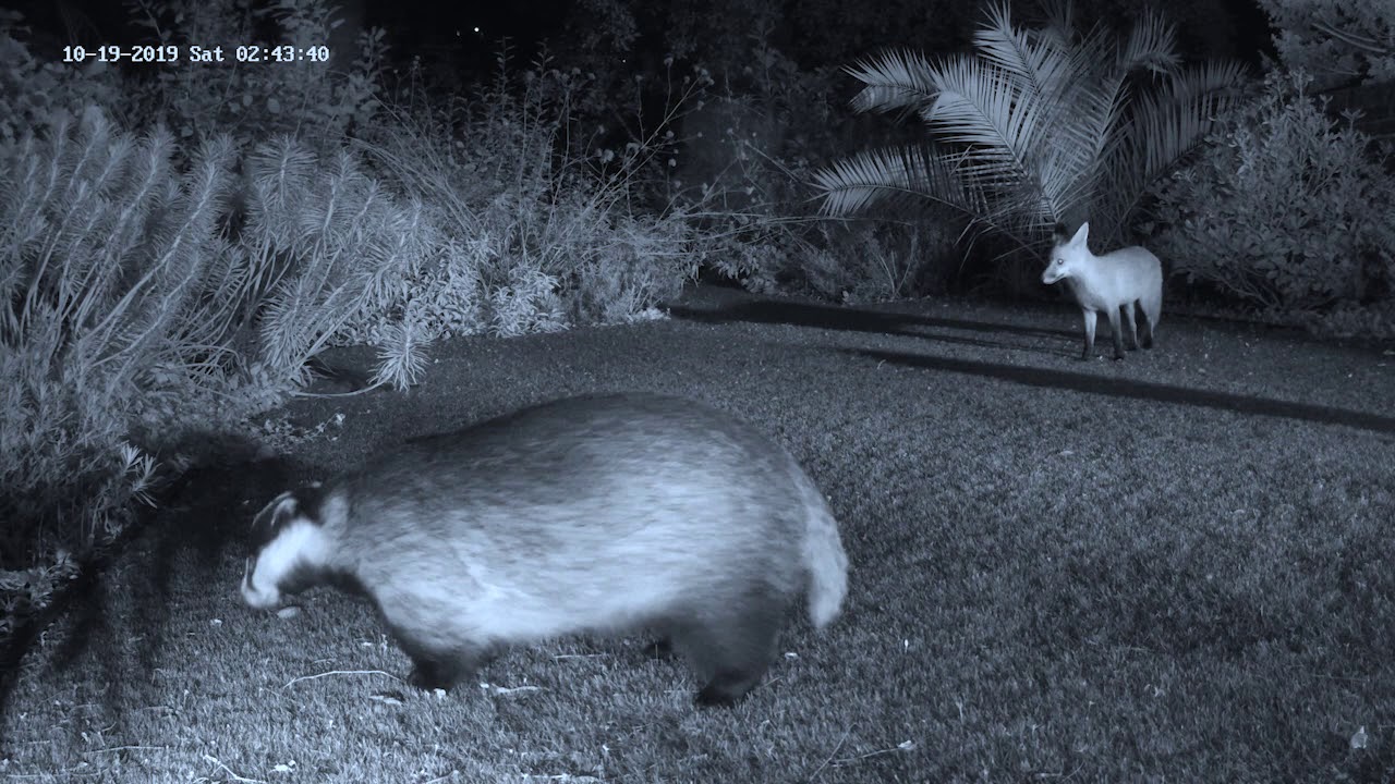 2019 010 20 BADGER AND SPIDER - YouTube
