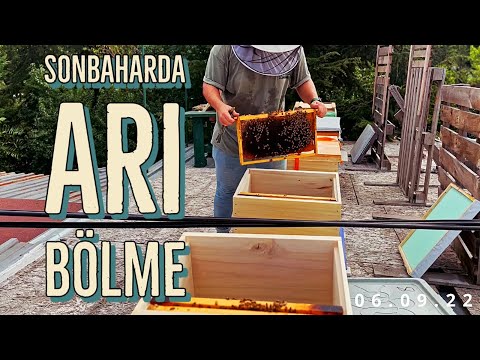 Sonbaharda Arı Bölme(Kovan Bölme) - Şehirde Arıcı