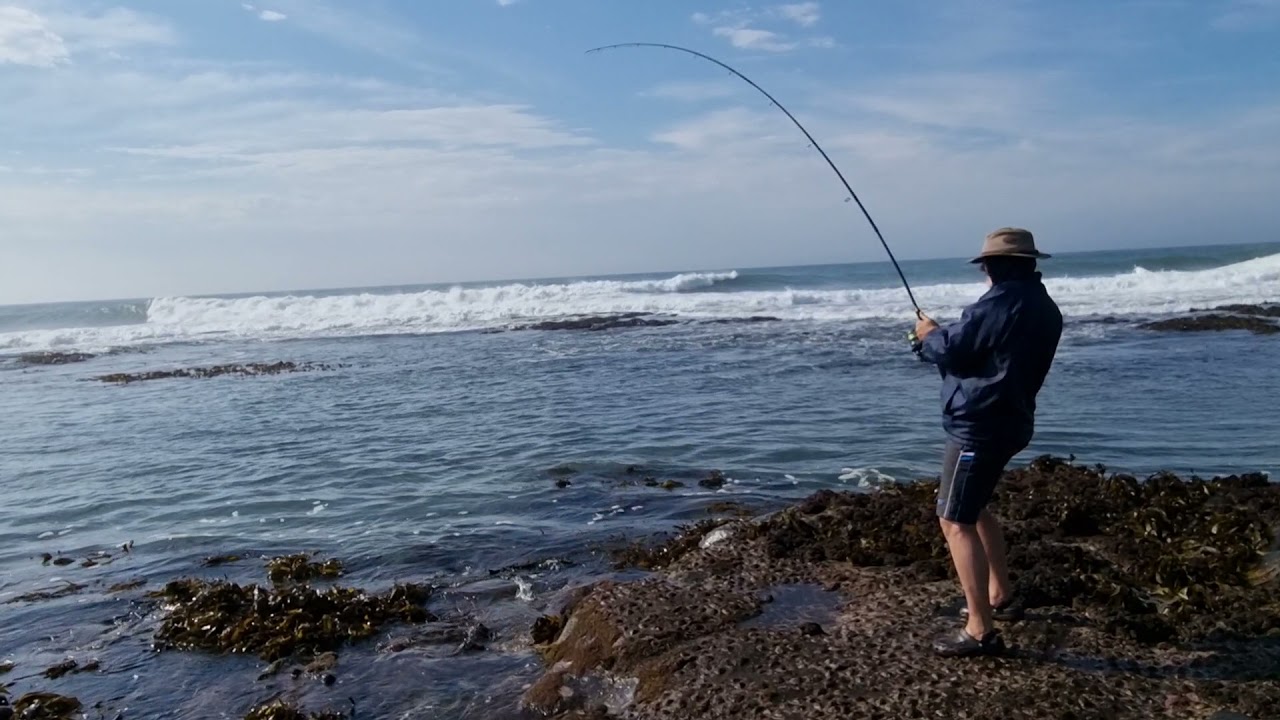 Rare Black Mussel cracker caught on redbait. - YouTube