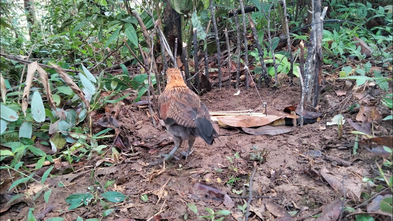 How to wild chicken trap on the mountain - YouTube
