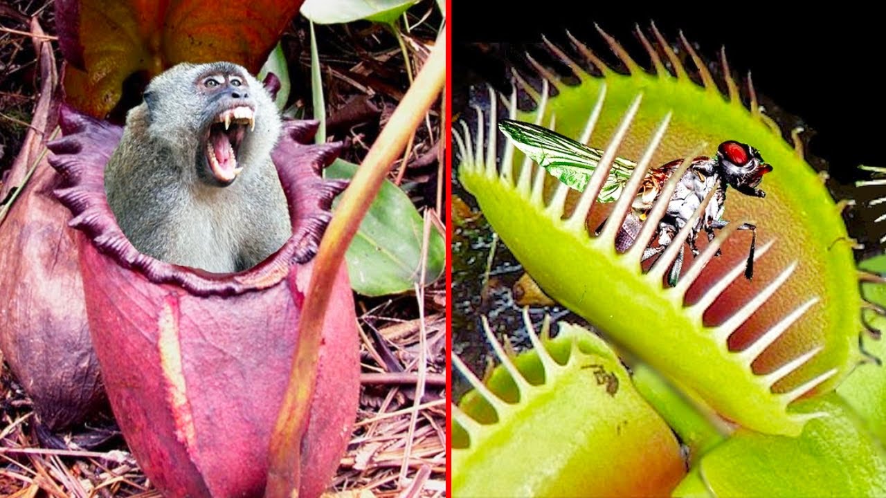 15 Scary Plants That Eat Animals - YouTube
