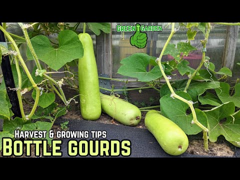 Bottle Gourd - Harvesting and Growing Tips  #gourd