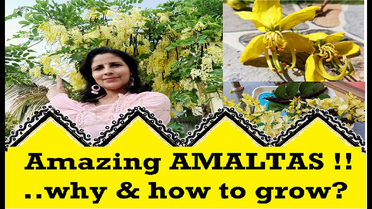 Amazing Amaltas / Golden shower tree : why & how to grow - YouTube
