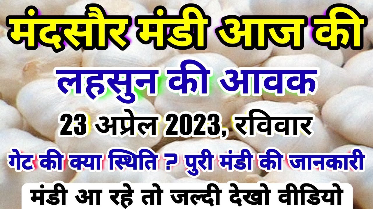 मंदसौर मंडी आज की लहसुन की आवक 23 अप्रैल 2023 | mandsaur mandi garlic ...